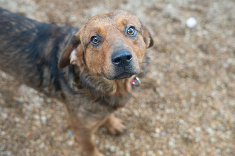 Humane Society waiving adoption fees on Aug. 27 for its annual Clear ...